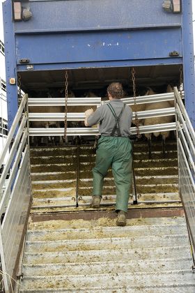 Sheep Farming Farmer Unloading Sheep Livestock Editorial Stock Photo ...