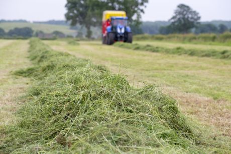 Mowed Grass Field Ready Be Picked Editorial Stock Photo - Stock Image ...