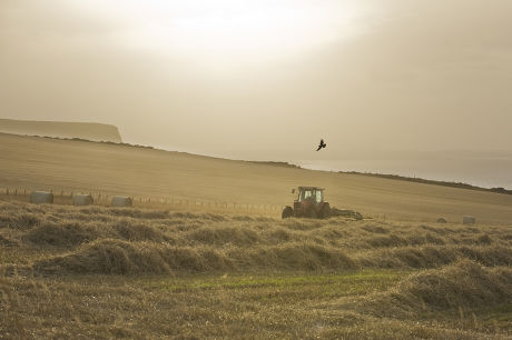 Tractor Raking Straw Into Rows Baling Editorial Stock Photo - Stock ...
