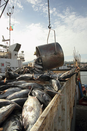 38 Loading fish Stock Pictures, Editorial Images and Stock Photos ...