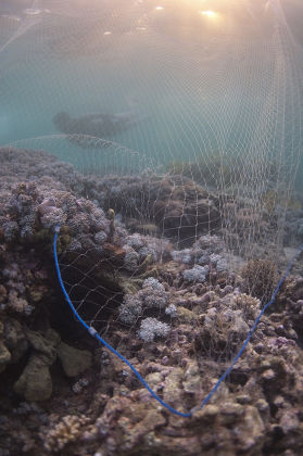 Fisherman Swimming Over Reef Net Teluk Editorial Stock Photo - Stock ...