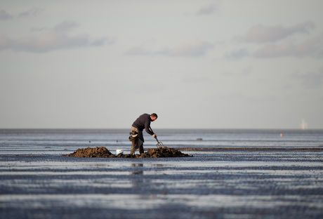 Sea Angler Bait Digging Worms On Editorial Stock Photo - Stock Image ...