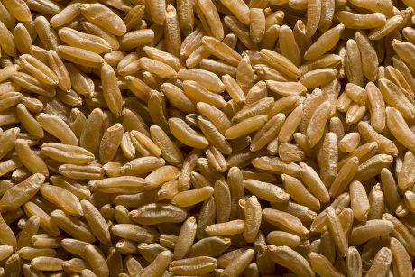 Khorasan Wheat Triticum Turanicum Kamut Pile Editorial Stock Photo ...