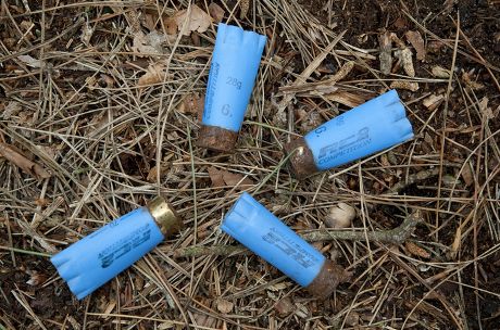 Spent Shotgun Cartridges Woodland Norfolk England Editorial Stock Photo ...