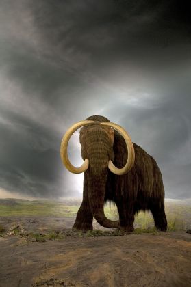 Woolly Mammoth Mammuthus Primigenius Display Museum Editorial Stock ...