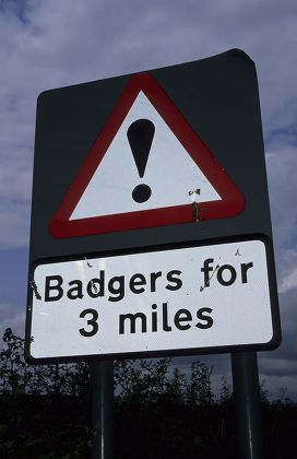 Badgers 3 Miles Warning Sign Eurasian Editorial Stock Photo - Stock ...