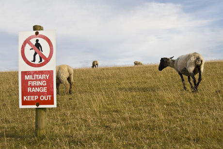 4 Warning sheep grazing Stock Pictures, Editorial Images and Stock ...