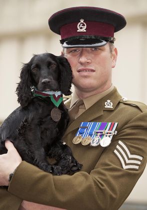 Grace Cocker Spaniel Presented Dickin Medal Editorial Stock Photo ...