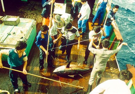 Illegal Tuna Fishing Editorial Stock Photo - Stock Image | Shutterstock