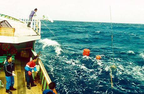 Illegal Tuna Fishing Editorial Stock Photo - Stock Image | Shutterstock