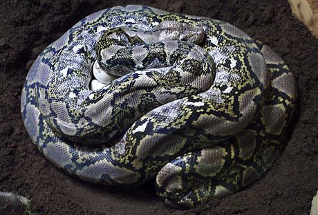 17ft Exeter Reticulated Python Waits Eggs Editorial Stock Photo - Stock ...