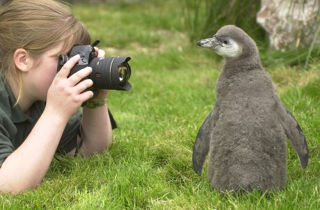 Chester Zoos Baby Anoa Called Widgit Editorial Stock Photo - Stock ...