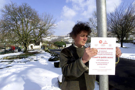 Dartmoor Ranger Farmer Sally Perryman Puts Editorial Stock Photo ...