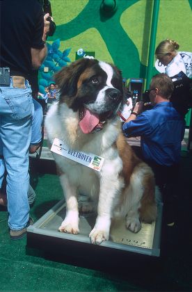 __COUNT__ FAMOUS ANIMAL ACTORS ON WALK OF FAME AT TV UNIVERSAL STUDIOS ...