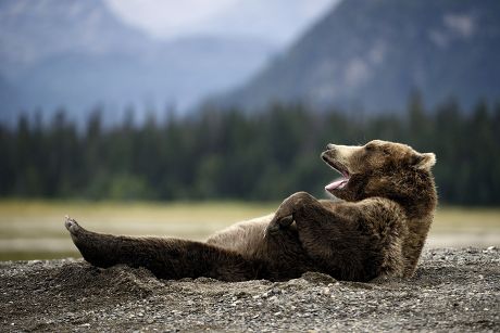 Bear Relaxing Editorial Stock Photo - Stock Image | Shutterstock