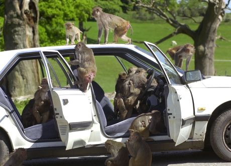 __COUNT__ MONKEYS PLAYING ON CAR, LONGLEAT SAFARI PARK, WILTSHIRE ...