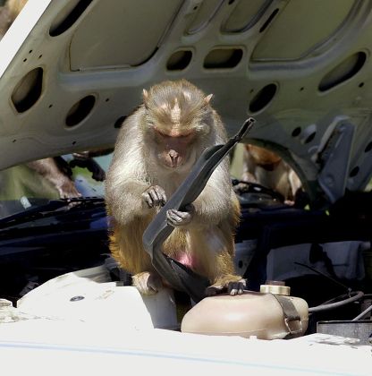 Engine Bay Gets Treatment Longleat Monkeys Editorial Stock Photo ...