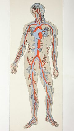 Distribution Blood Vessels Human Body Arteries Editorial Stock Photo ...