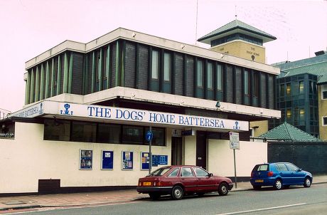 Battersea Dogs Home London Britain Editorial Stock Photo - Stock Image ...