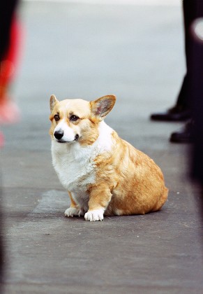 One Queen Elizabeth Ii Corgi Dogs Editorial Stock Photo - Stock Image ...