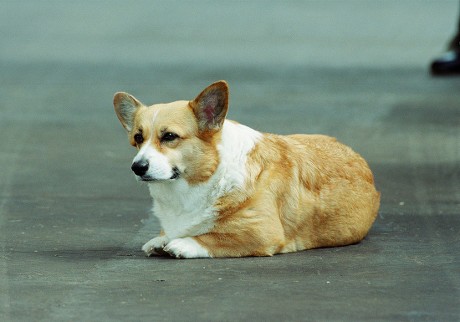 One Queen Elizabeth Ii Corgi Dogs Editorial Stock Photo - Stock Image ...