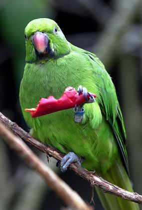 Echo Parakeet One Rarest Birds World Editorial Stock Photo - Stock ...