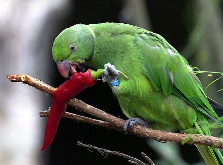 Echo Parakeet One Rarest Birds World Editorial Stock Photo - Stock ...