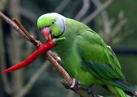 Echo Parakeet One Rarest Birds World Editorial Stock Photo - Stock ...