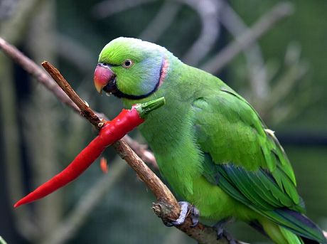 6 These beautiful emerald green birds declined to the brink of ...