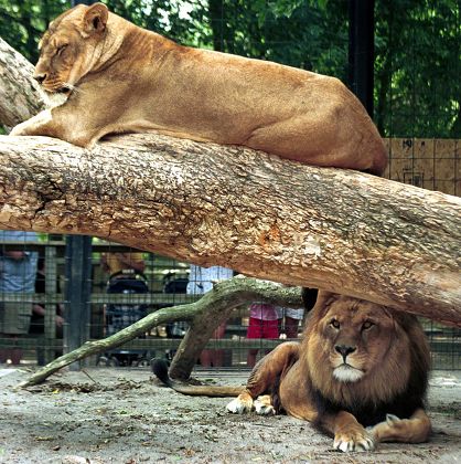 Bongo Lion Who Starred Films Like Editorial Stock Photo - Stock Image ...