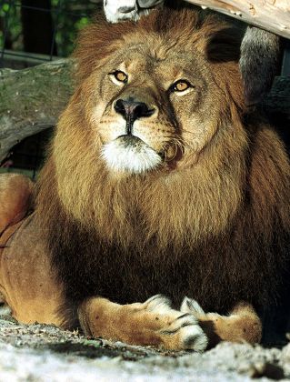 Bongo Lion Who Starred Films Like Editorial Stock Photo - Stock Image ...