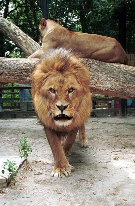 Bongo Lion Who Starred Films Like Editorial Stock Photo - Stock Image ...