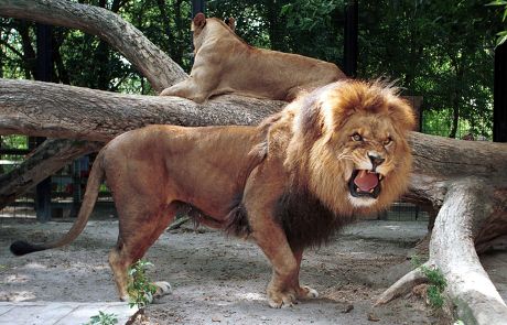 Bongo Lion Who Starred Films Like Editorial Stock Photo - Stock Image ...