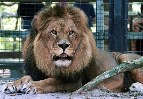 Bongo Lion Who Starred Films Like Editorial Stock Photo - Stock Image ...