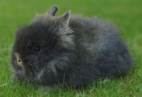 Holly Lion Head Rabbit He One Editorial Stock Photo - Stock Image ...
