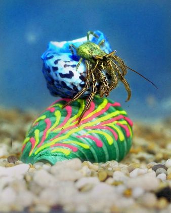 Hermit Crabs Their New Designer Shells Editorial Stock Photo - Stock ...