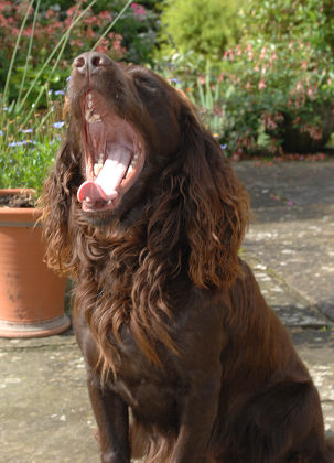 Sir Max Hastings His Cocker Spaniel Editorial Stock Photo - Stock Image ...