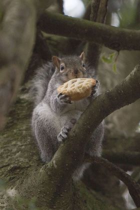 Squirrel Eating Mince Pie Editorial Stock Photo - Stock Image ...
