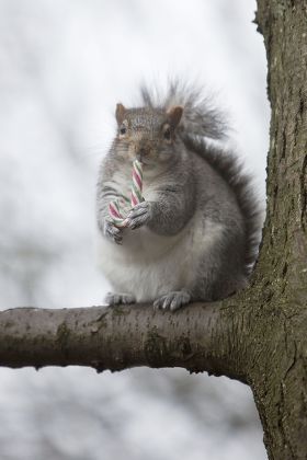 Squirrel Eating Mince Pie Editorial Stock Photo - Stock Image ...