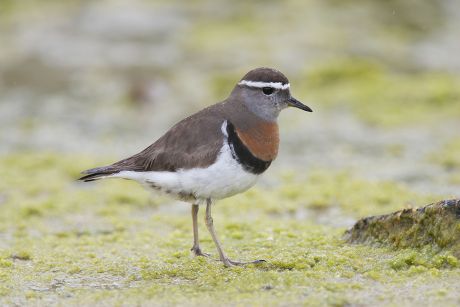 Rufouschested Dotterel Charadrius Modestus Adult Breeding Editorial ...