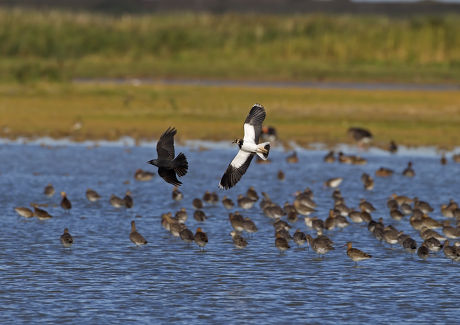 Northern Lapwing Vanellus Vanellus Adult Flight Editorial Stock Photo ...