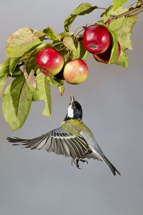 Great Tit Parus Major Adult Flight Editorial Stock Photo - Stock Image ...