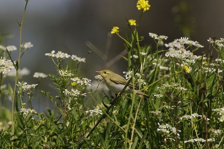 Wood Warbler Phylloscopus Sibilatrix Adult Summer Editorial Stock Photo ...