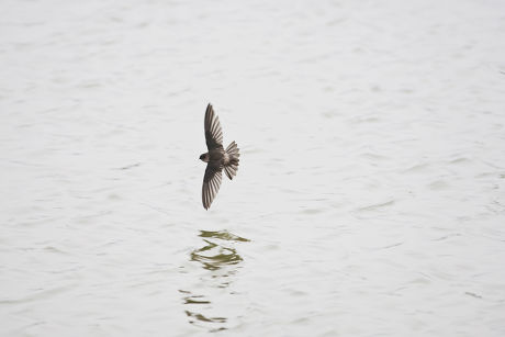 Himalayan Swiftlet Aerodramus Brevirostris Adult Flight Editorial Stock ...