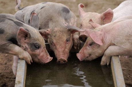 250 Water troughs Stock Pictures, Editorial Images and Stock Photos ...