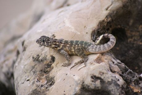 3 Leiocephalidae Stock Pictures, Editorial Images and Stock Photos ...