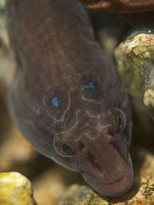 Shore Clingfish Lepadogaster Lepadogaster Adult Rockpool Editorial ...