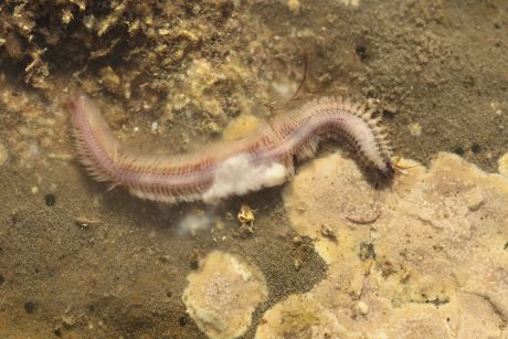 3 Paddle worm Stock Pictures, Editorial Images and Stock Photos ...