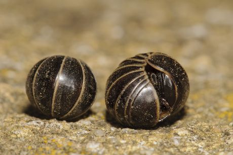 Common Pill Millipede Glomeris Marginata Two Editorial Stock Photo - Stock Image | Shutterstock