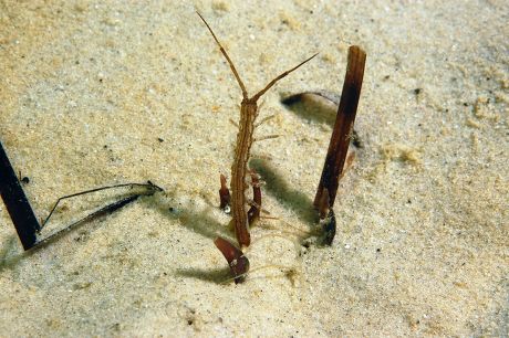 Isopod Idotea Linearis Adult Amongst Eelgrass Editorial Stock Photo ...